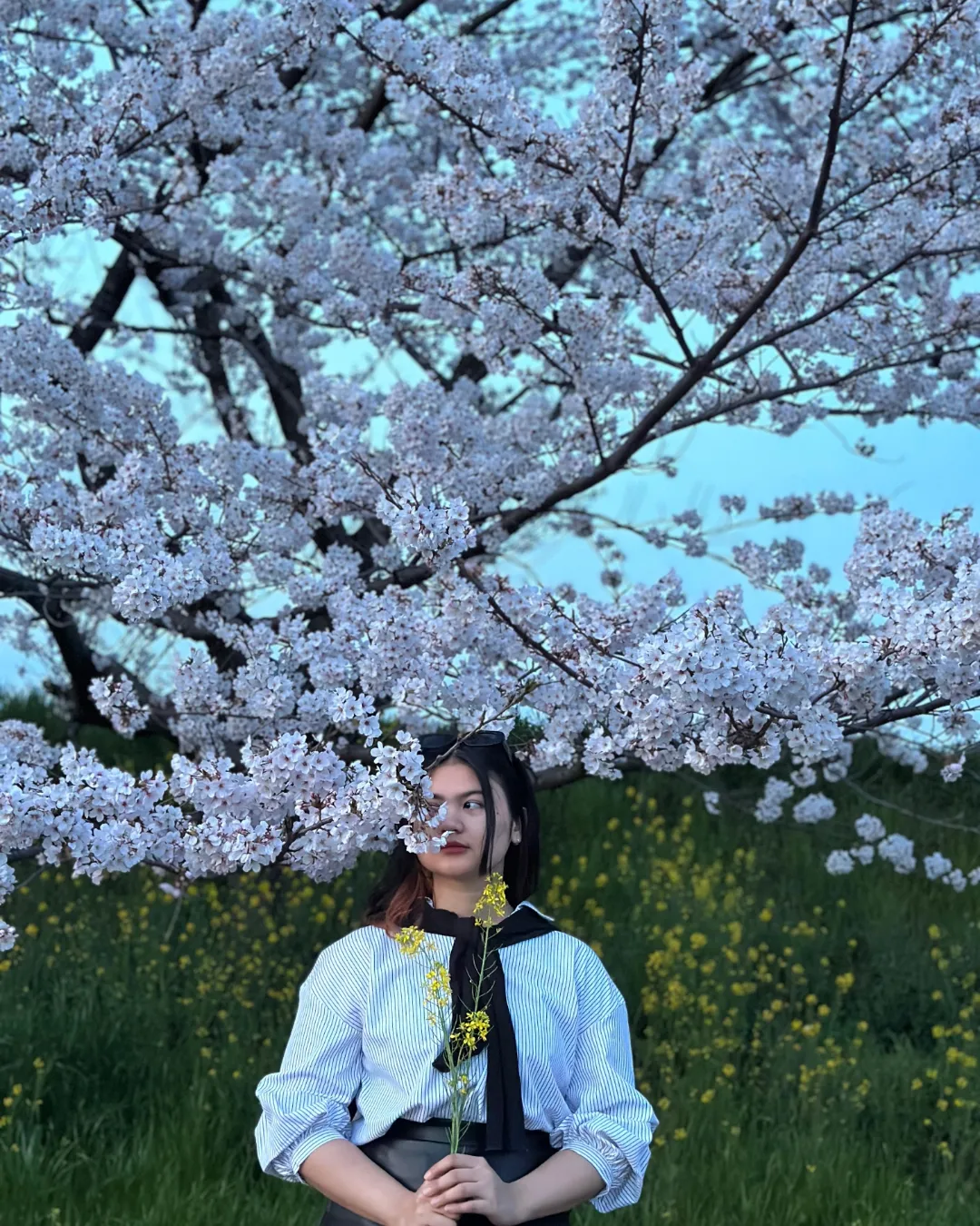 株式会社ANCジャパンの外国人採用支援 - taman di yokkaichi（四日市の公園の桜）